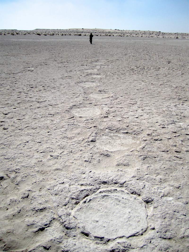 Preservation of Behavior: Fossilized Elephant Tracks from the Arabian ...
