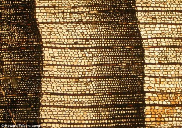 Forests During the Age of the Dinosaurs – A Cretaceous Reconstruction ...