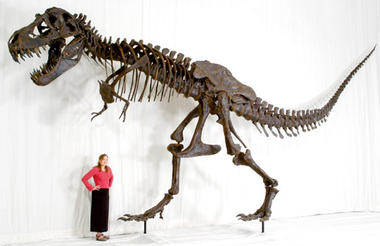 Did T. Rex Really Have Tiny Arms? – Historical Science and Creationism ...
