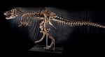Did T. Rex Really Have Tiny Arms? – Historical Science and Creationism ...