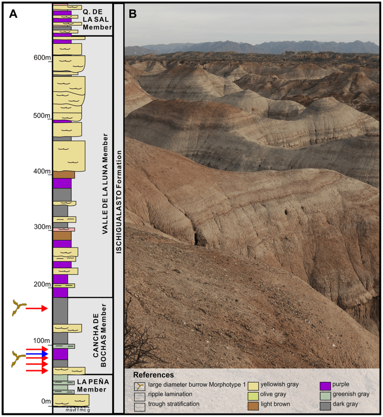 NH Notes: Fossilized Animal Burrows in Argentina – Naturalis Historia