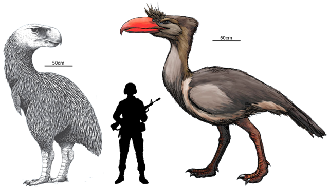 When Flightless Birds Ruled the Land: The “Terror” Birds of the New ...