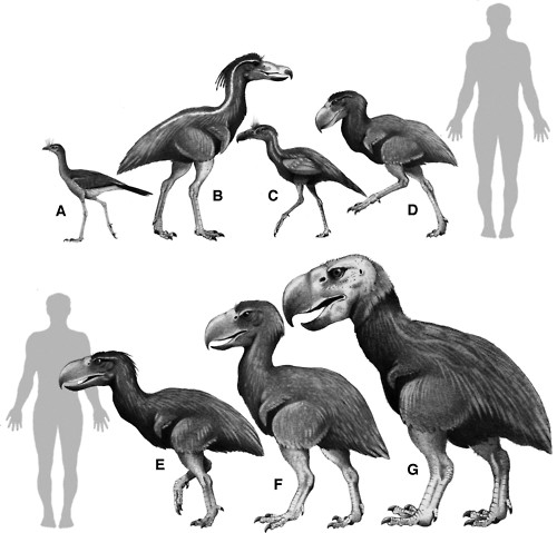 When Flightless Birds Ruled the Land: The “Terror” Birds of the New ...