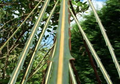The New Zealand Flora: Flightless Moas as Agents of Natural Selection ...