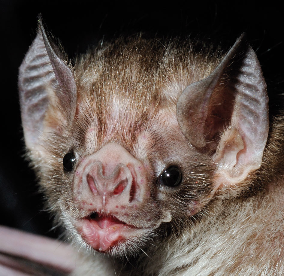 They Have the Gene but Blood is Not Sweet Nectar to the Vampire Bat ...