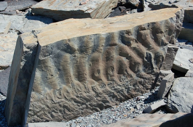 A Trip to the Joggins Fossil Cliffs in Nova Scotia – Naturalis Historia