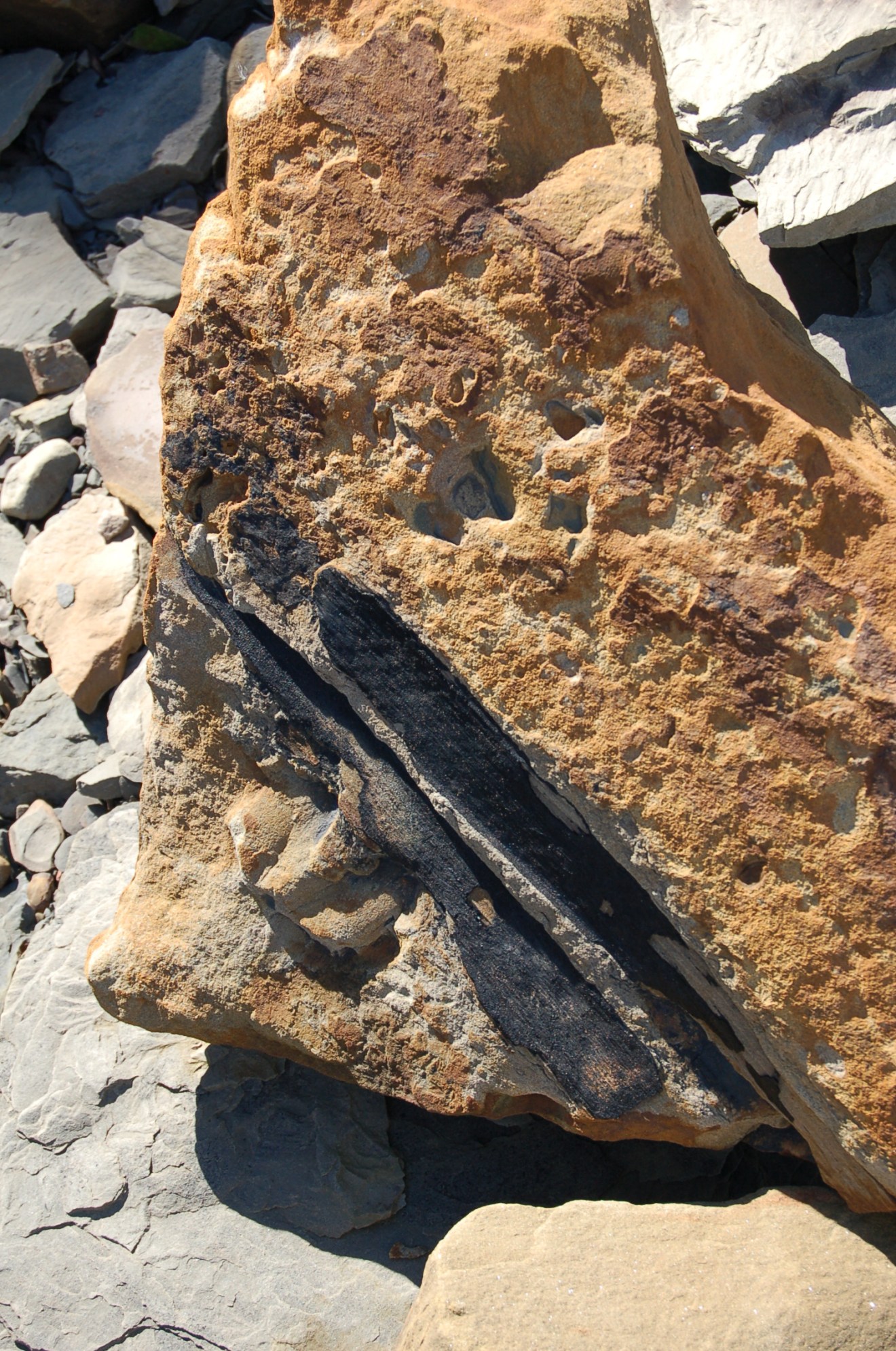 A Trip to the Joggins Fossil Cliffs in Nova Scotia – Naturalis Historia