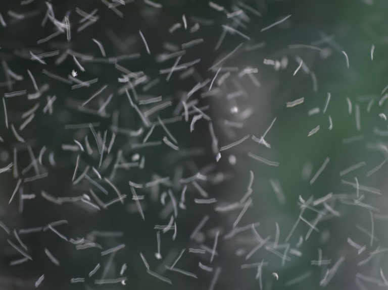 NH Photography: Gnats Swarming Above Grass – Naturalis Historia