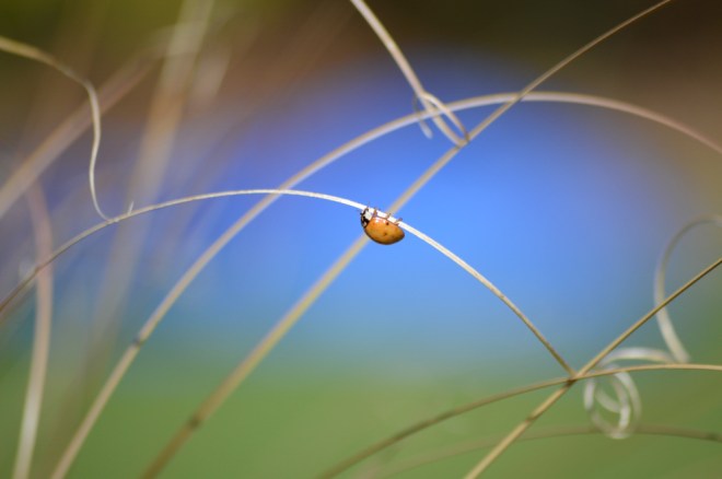 NH Photography: Critters Around Our House This Fall – Naturalis Historia