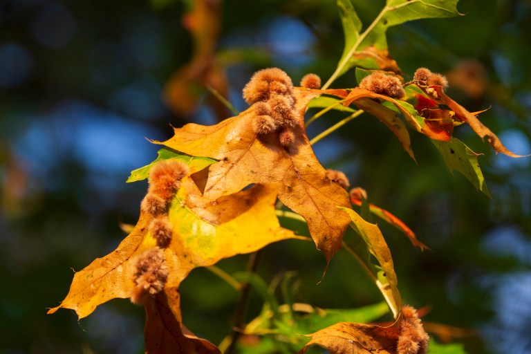 Fuzzy Orange Galls from Parasitic Wasps on Oak Leaves – Observations ...