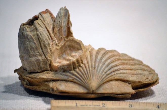 NH Notes: A Fossil Scallop from Calvert Cliffs, MD – Naturalis Historia