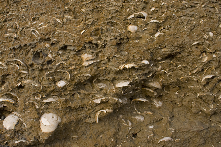 NH Notes: A Fossil Scallop from Calvert Cliffs, MD – Naturalis Historia