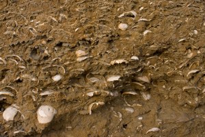 NH Notes: A Fossil Scallop from Calvert Cliffs, MD – Naturalis Historia