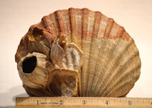 NH Notes: A Fossil Scallop from Calvert Cliffs, MD – Naturalis Historia
