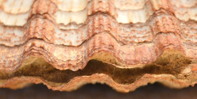 NH Notes: A Fossil Scallop from Calvert Cliffs, MD – Naturalis Historia