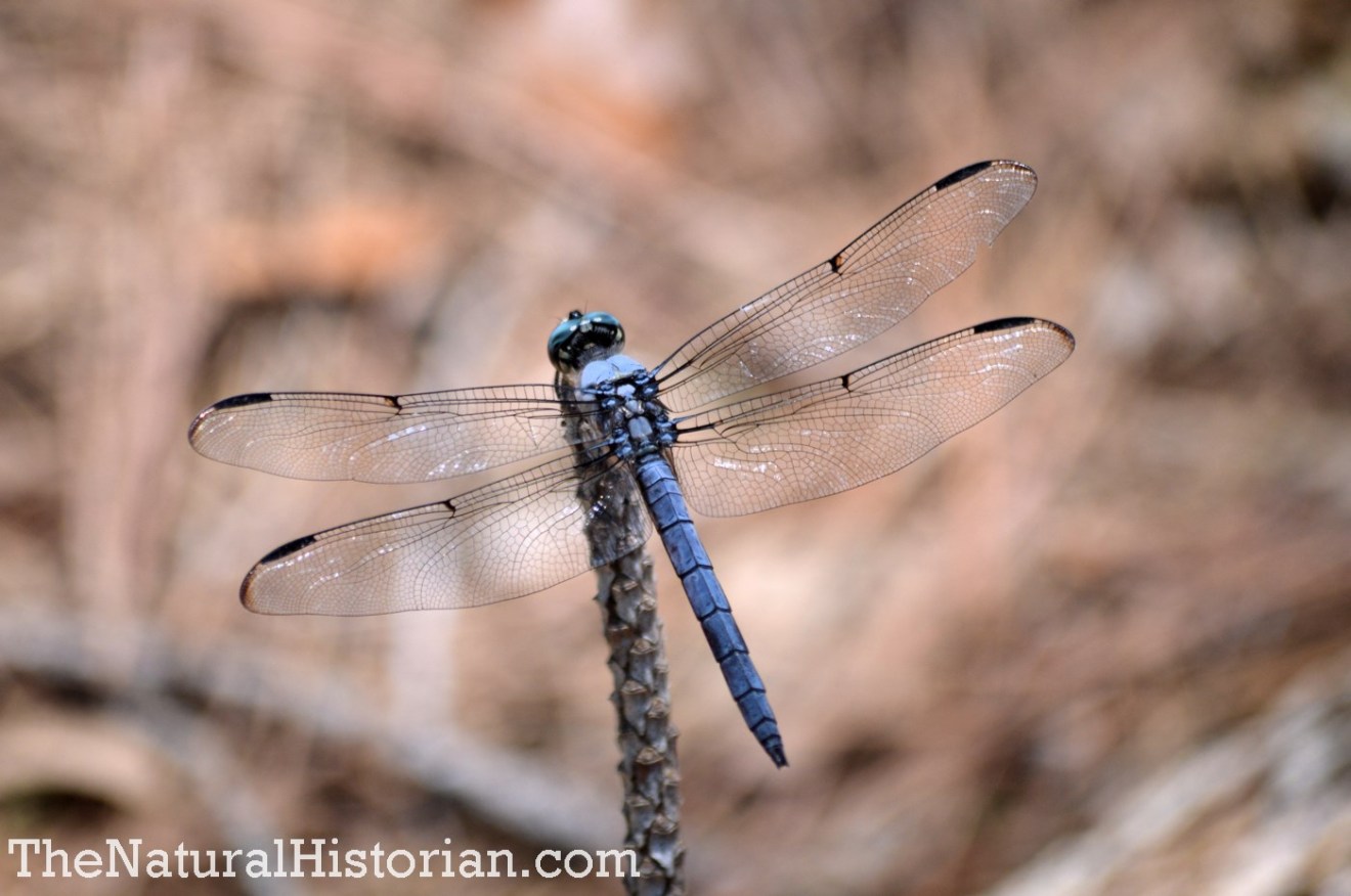 NH Photography: Dragonflies of the North Carolina Coast – Naturalis ...