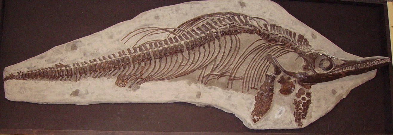 When Marine Reptiles Ruled the Sea: Huge Ichthyosaur Fossil Find and ...