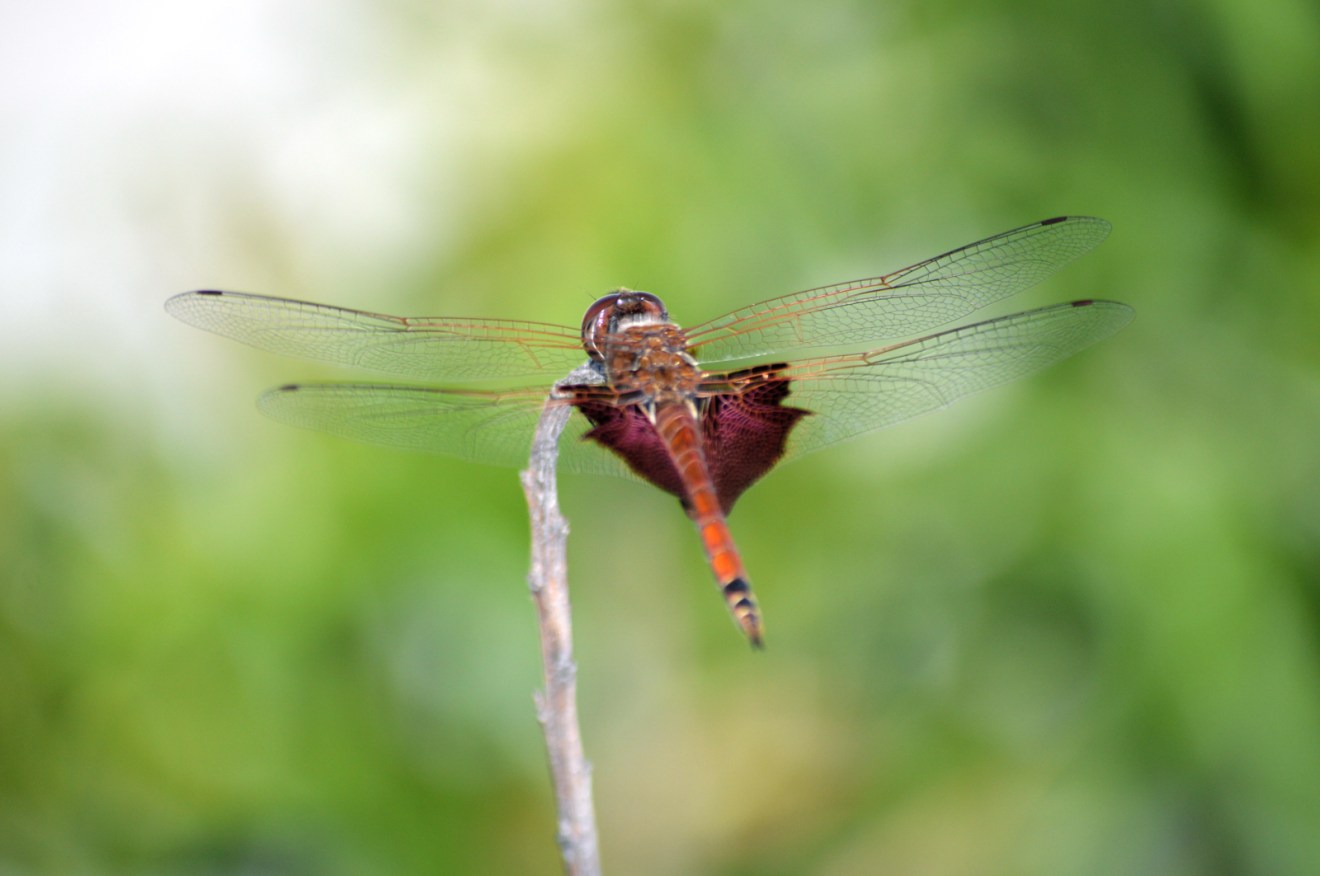 NH Photography: Dragonflies of the North Carolina Coast – Naturalis ...