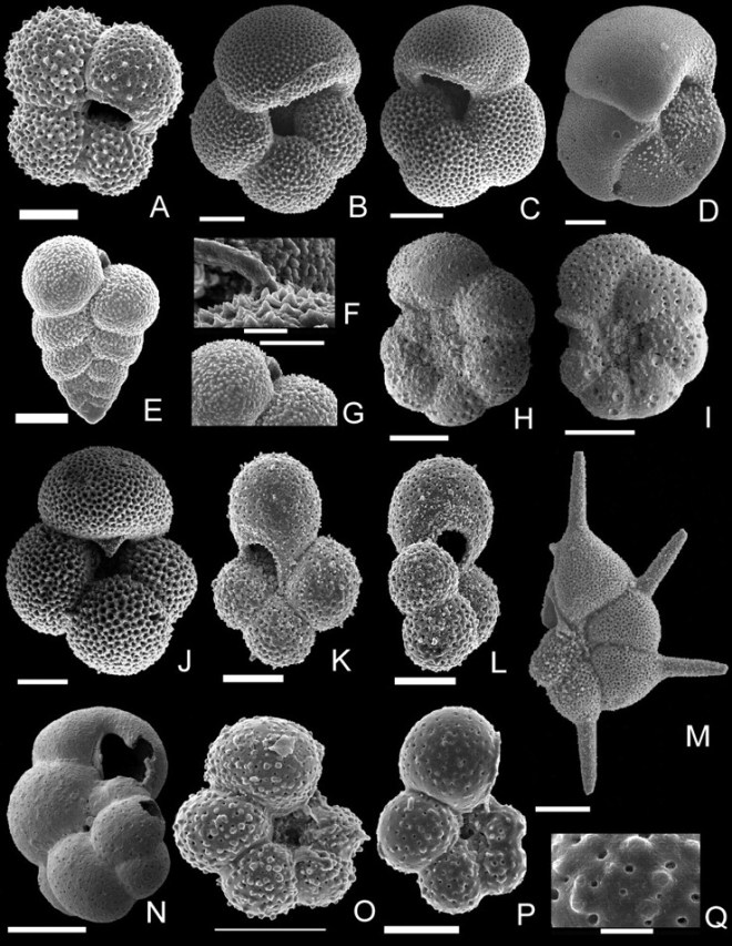 Forams and Diatoms: Testing Young Earth Flood Geology Hypotheses ...