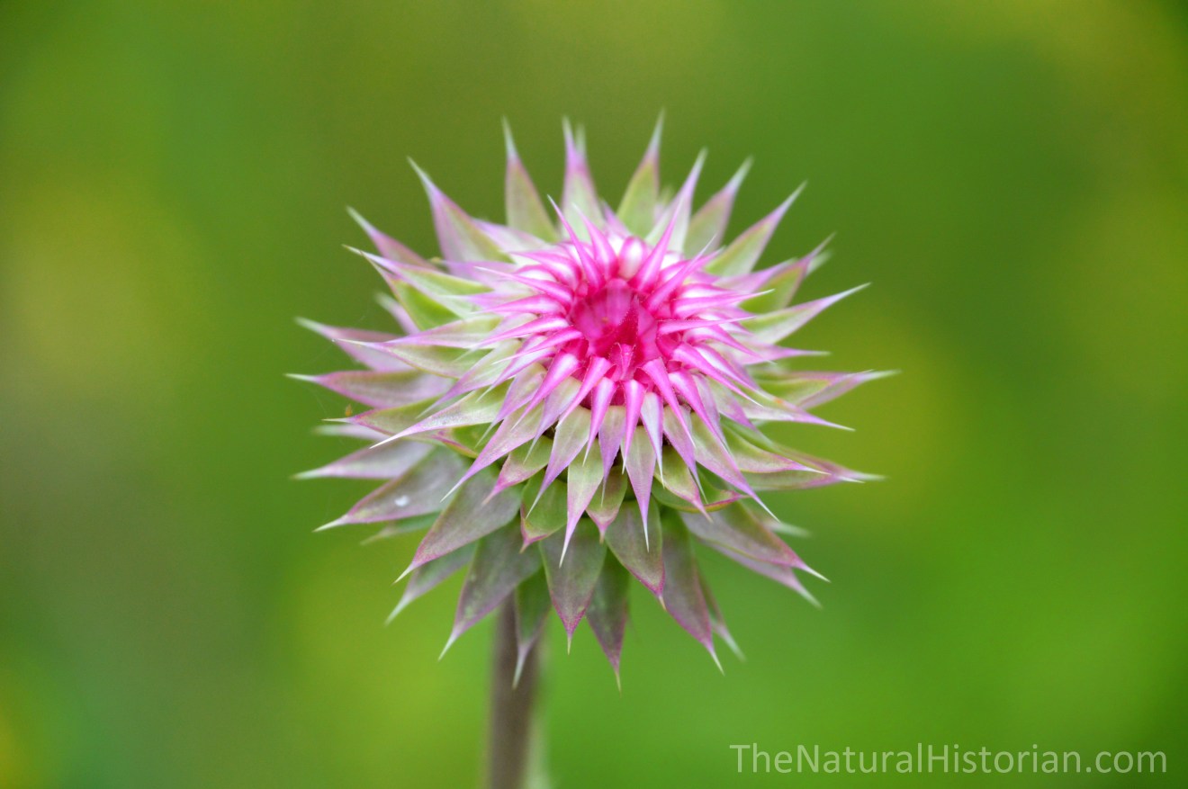 NH Photography: The Beauty of Thistles – Naturalis Historia