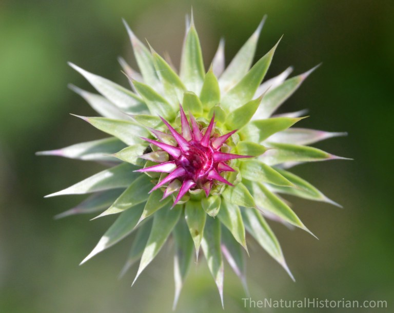 NH Photography: The Beauty of Thistles – Naturalis Historia