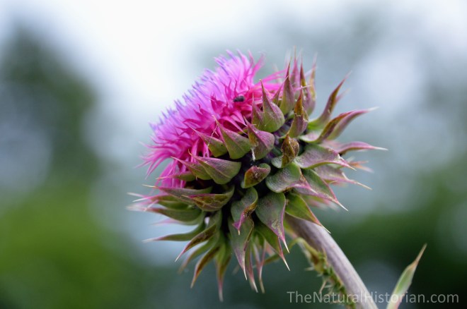 NH Photography: The Beauty of Thistles – Naturalis Historia
