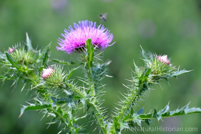 NH Photography: The Beauty of Thistles – Naturalis Historia