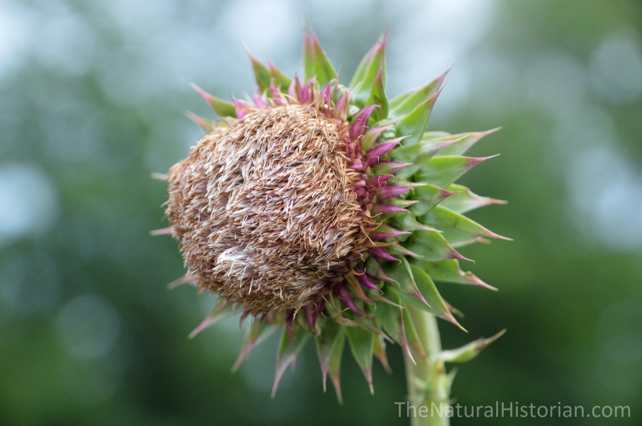 NH Photography: The Beauty of Thistles – Naturalis Historia