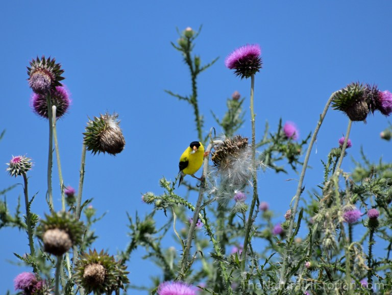 NH Photography: The Beauty of Thistles – Naturalis Historia