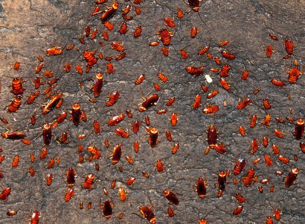 A Strange Testament to an Ancient Earth: Bat Breath Causes Caves to ...