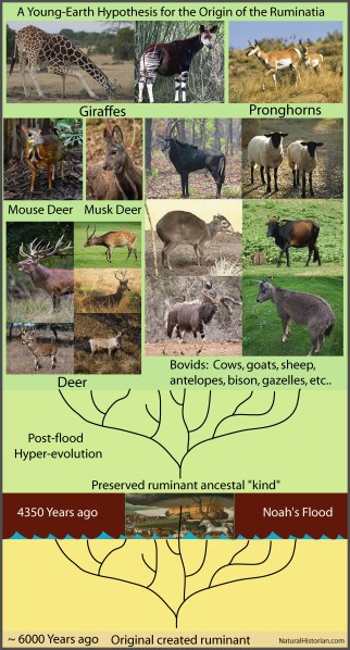 Ruminatia-families-classification-NoahsFlood – Naturalis Historia