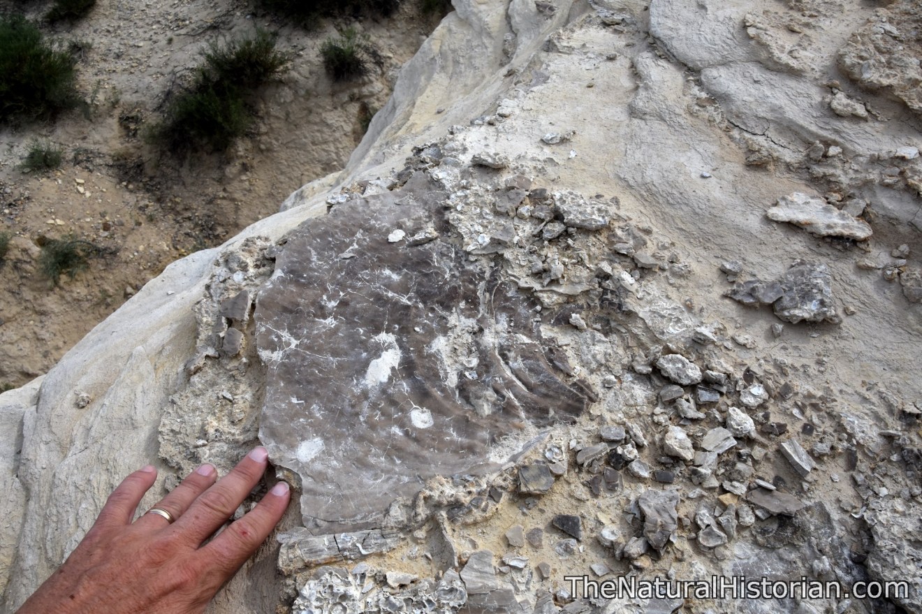 Remnants of a Shallow Sea: A Visit to Monument Rocks in Kansas ...