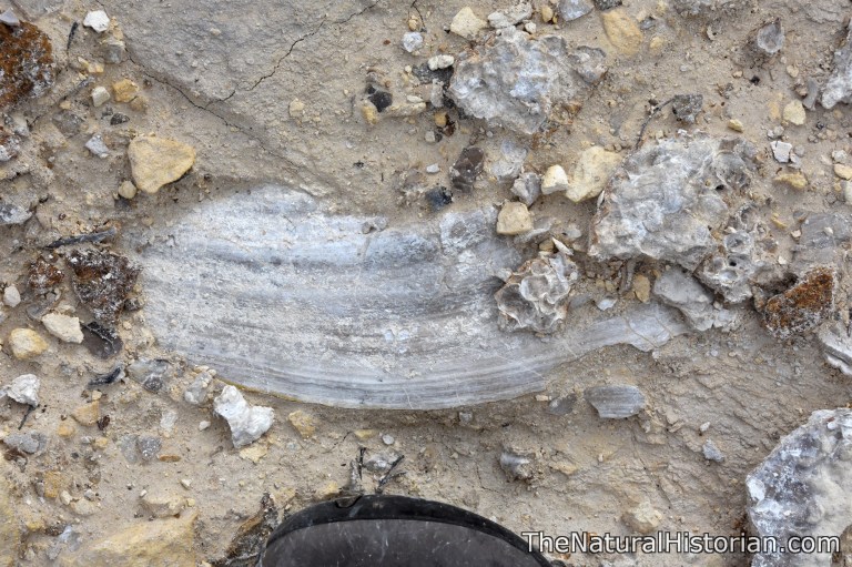 Remnants of a Shallow Sea: A Visit to Monument Rocks in Kansas ...