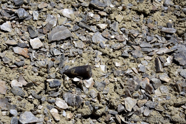 Wyoming Fossils: Coming to Grips with the Absurdity of the Flood ...