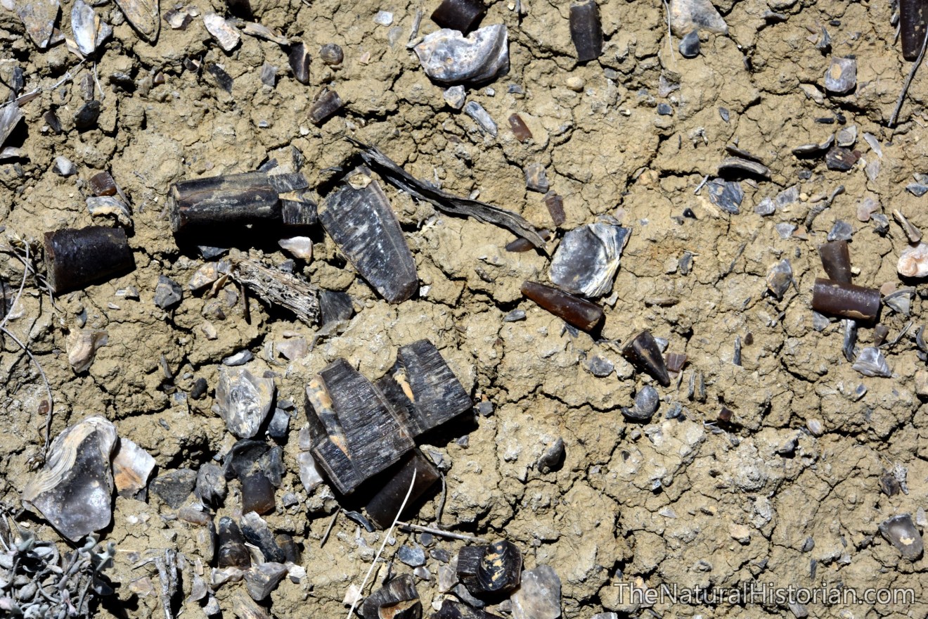 Wyoming Fossils: Coming to Grips with the Absurdity of the Flood ...