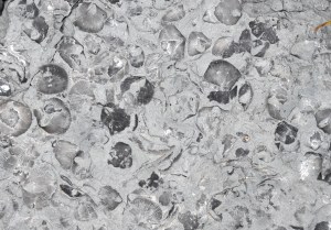 The Ark Encounter Sits on a Foundation Made of Trillions of Fossils ...