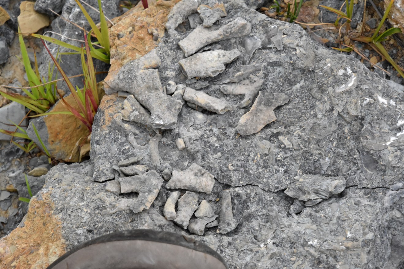 The Ark Encounter Sits on a Foundation Made of Trillions of Fossils ...