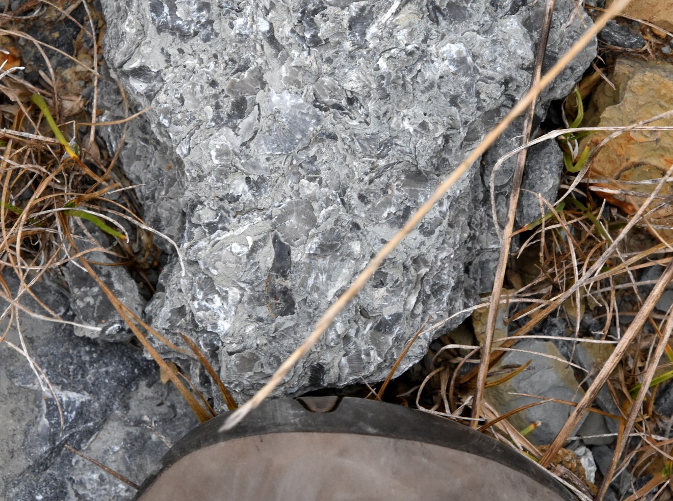 The Ark Encounter Sits on a Foundation Made of Trillions of Fossils ...