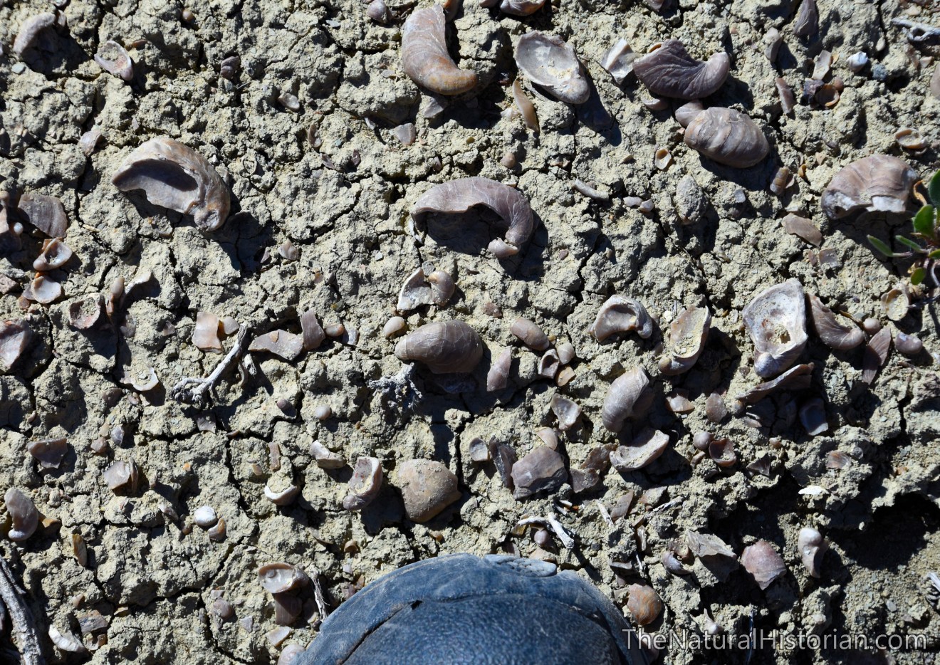 Wyoming Fossils: Coming to Grips with the Absurdity of the Flood ...