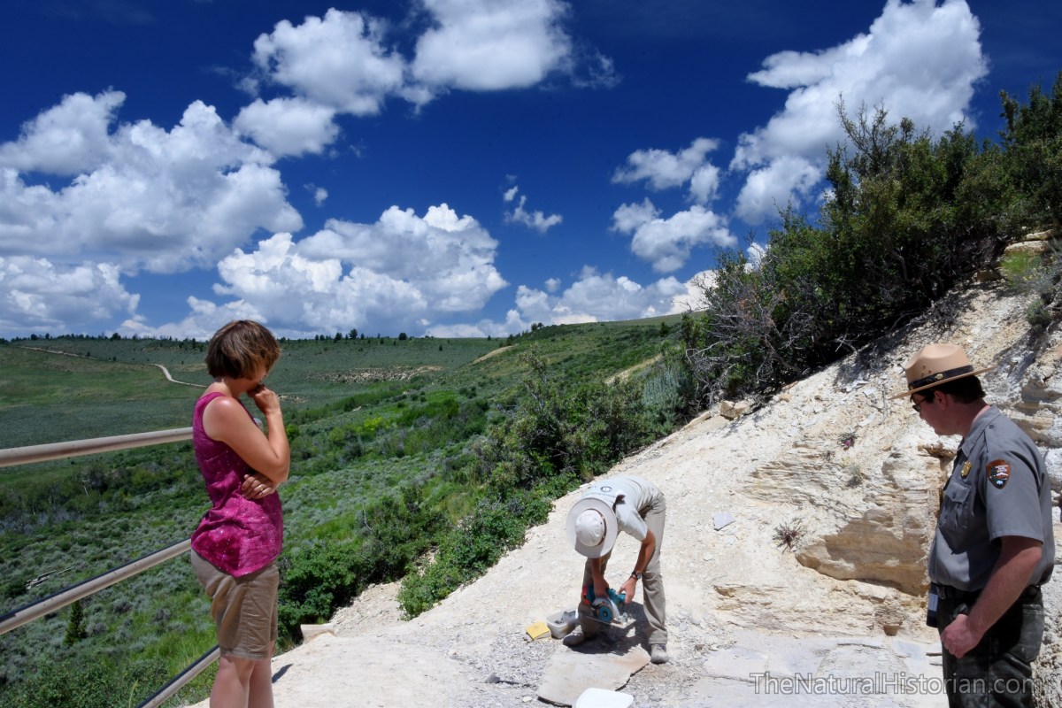 A Visit to Fossil Butte National Monument in Wyoming – Naturalis Historia