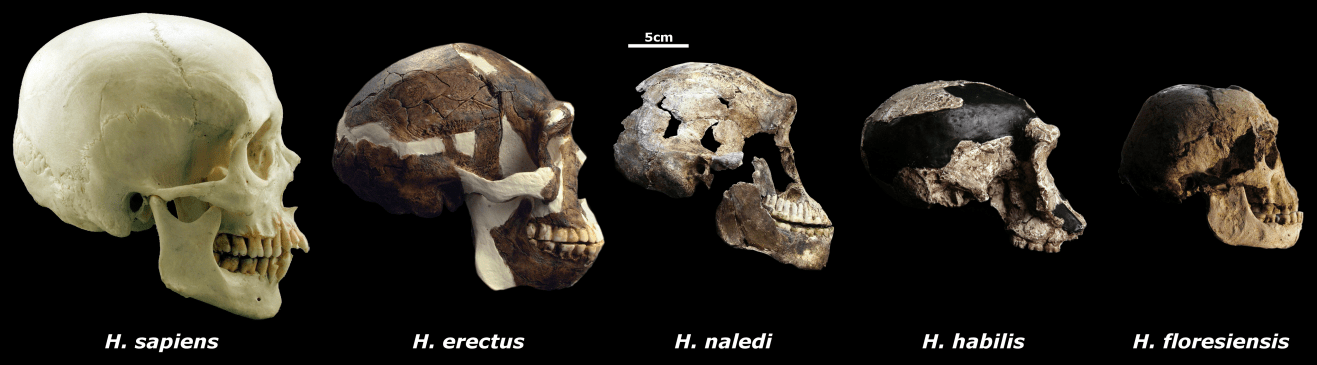 Tricksy Hominin Fossils: Hobbitses are Human but Homo naledi is not ...