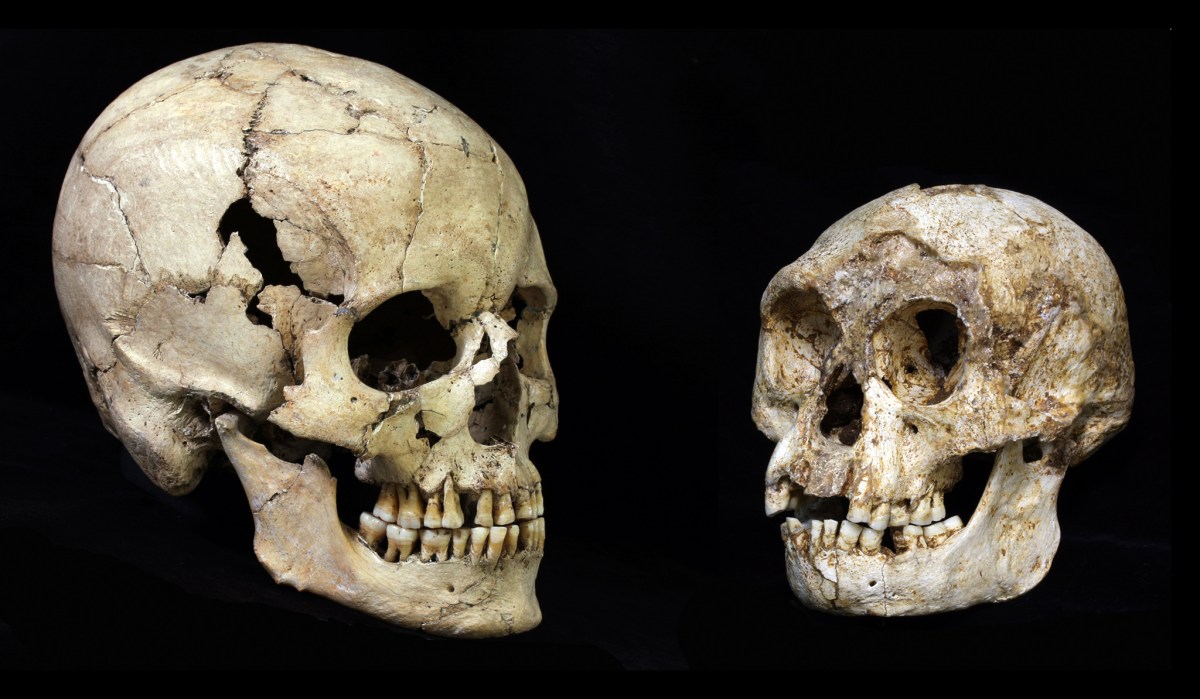 Tricksy Hominin Fossils: Hobbitses are Human but Homo naledi is not ...
