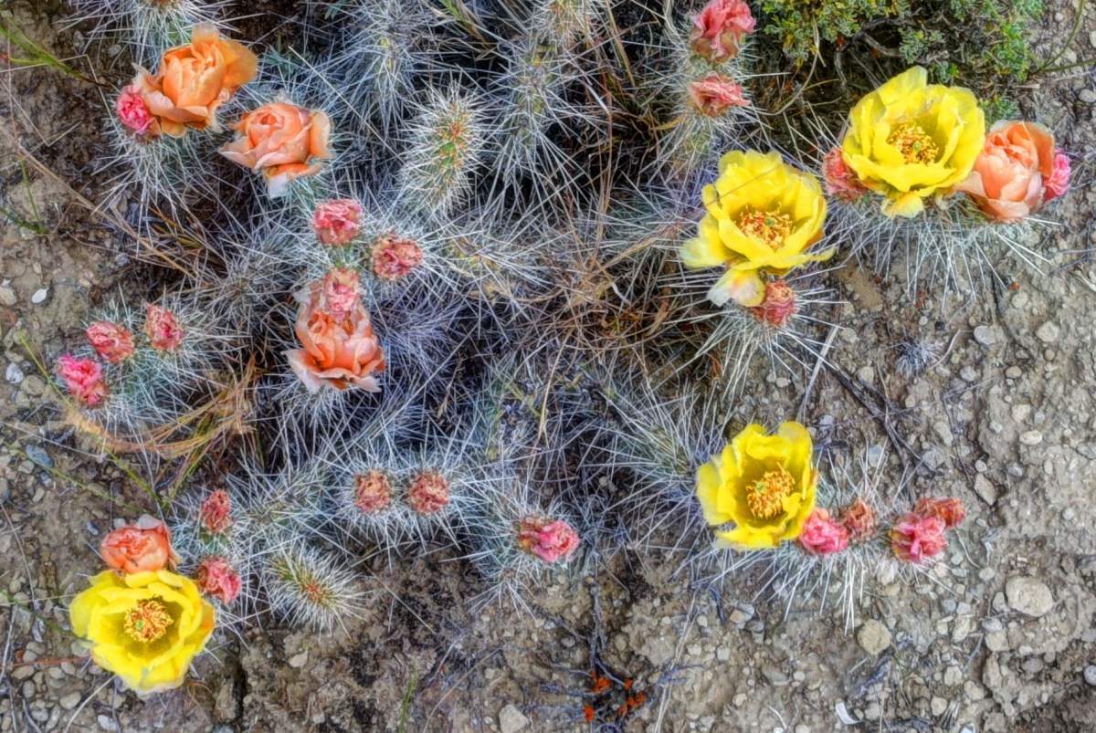 Cactus Biogeography: A Prickly (Pear) Problem for Young Life ...