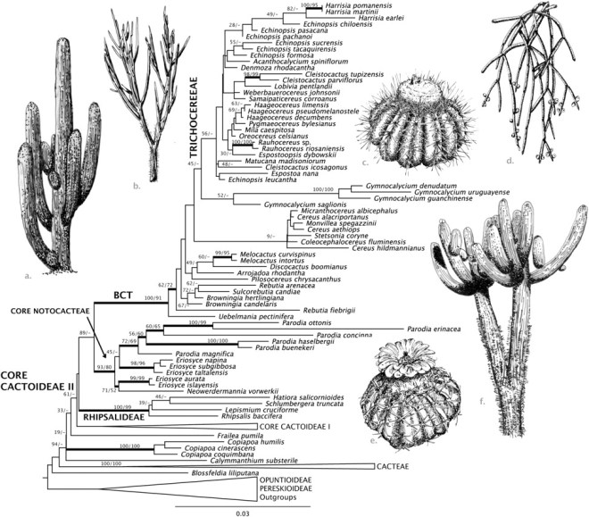 Cactus Biogeography: A Prickly (Pear) Problem for Young Life ...