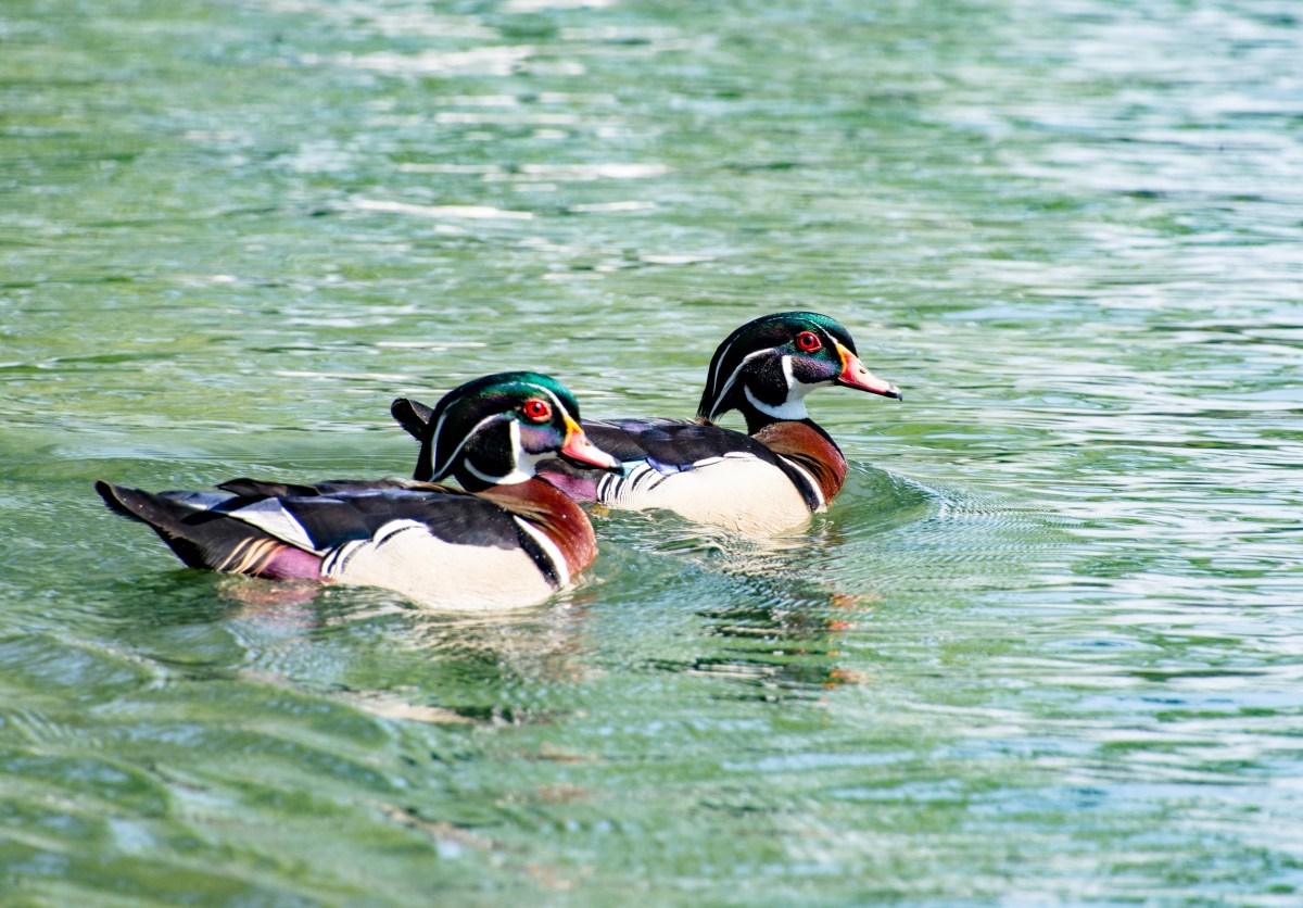 If it Walks Like a Duck… Ken Ham Doubles Down on His Misunderstanding ...