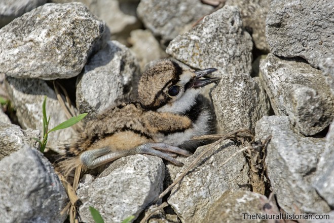 Observing God’s Good Creation: The Fascinating Life History of Killdeer ...