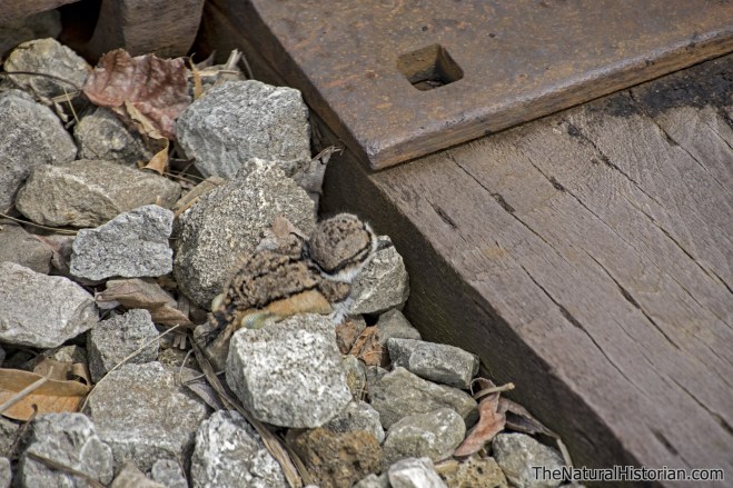 Observing God’s Good Creation: The Fascinating Life History of Killdeer ...