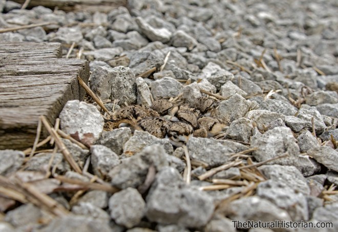 Observing God’s Good Creation: The Fascinating Life History of Killdeer ...