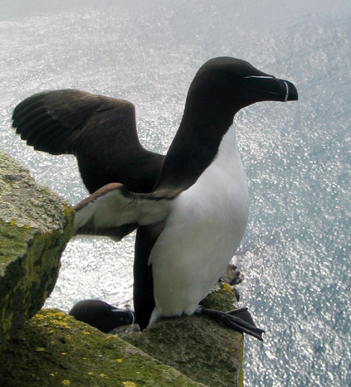 Origins and Extinctions: A Lesson from the Penguins of the Northern ...