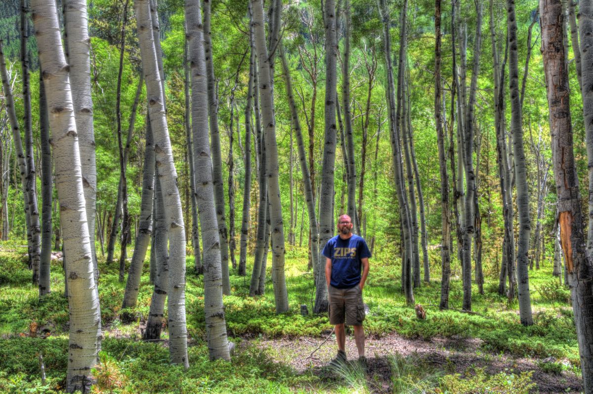 Pando, the World’s Heaviest Organism, is an Ever-Growing Witness of an ...
